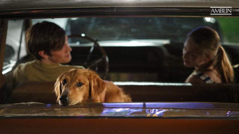 A Dog's Purpose (2017) - About the Movie | Amblin