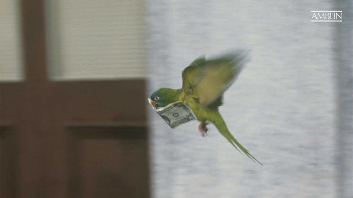 Paulie (1998) - About the Movie | Amblin