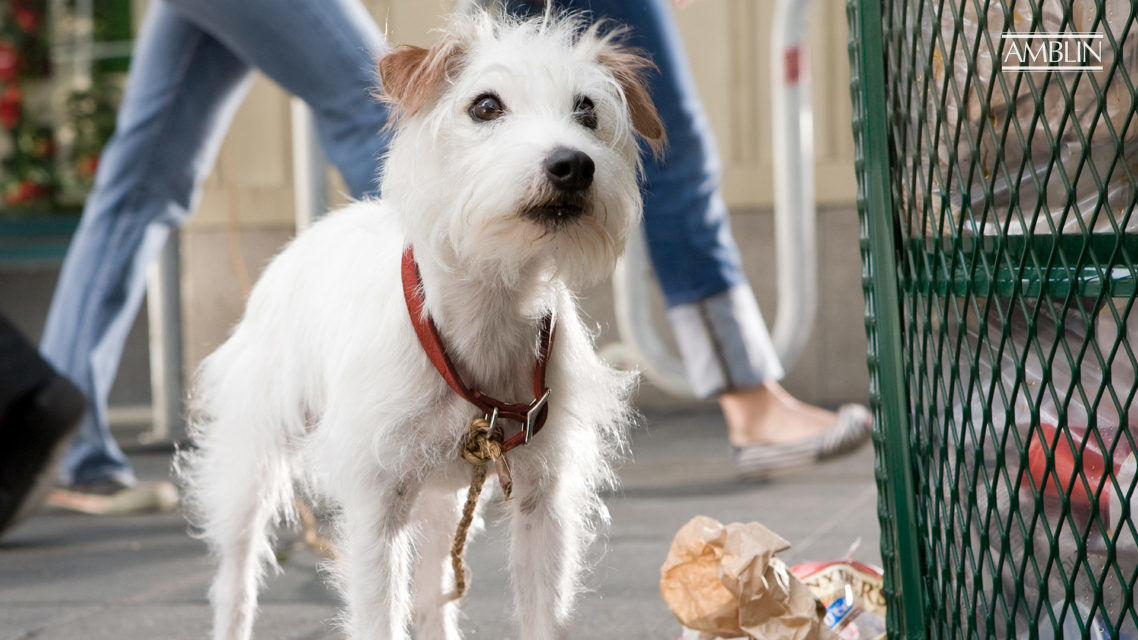 Hotel for Dogs (2009) - About the Movie | Amblin