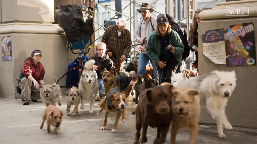 Hotel for Dogs (2009) - About the Movie | Amblin